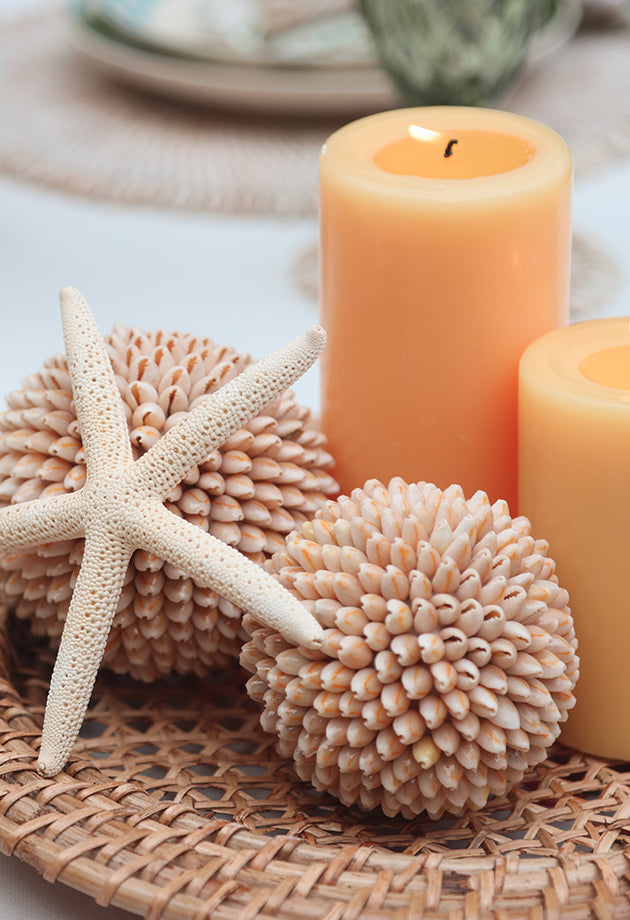 Shell Décor | Rangbagh